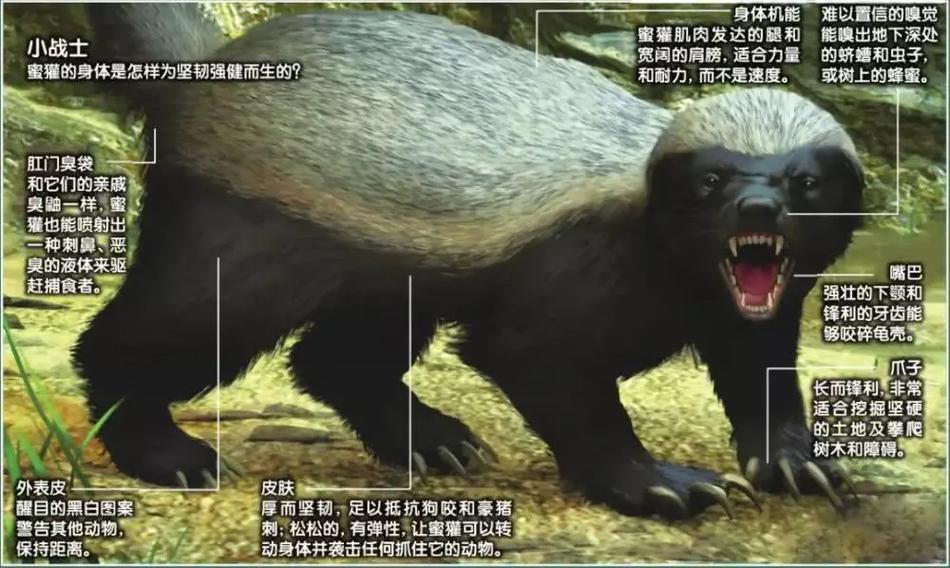 蜜獾最害怕四个东西缩略图