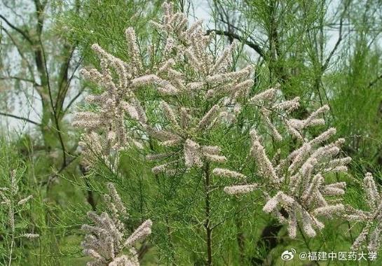柽柳的功效和作用截图