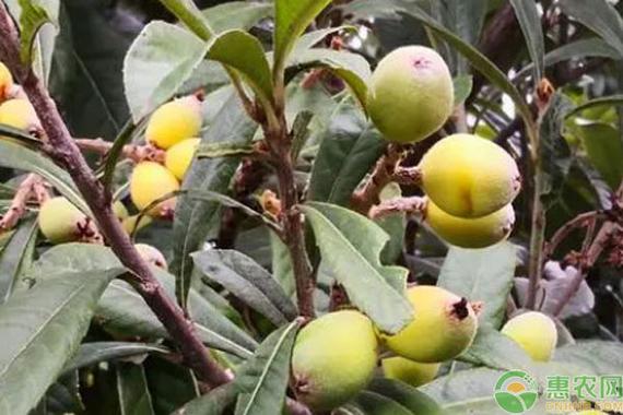 适合湖北种植的20种水果截图