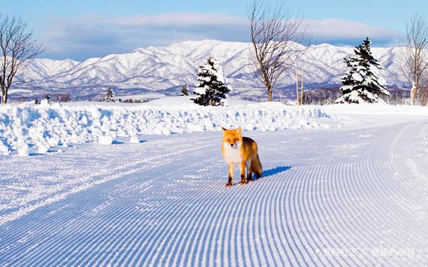 雪地公园图标