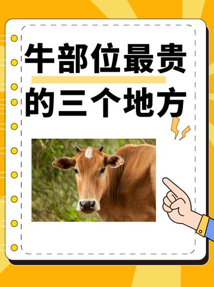 贵牛淘金怎么玩截图
