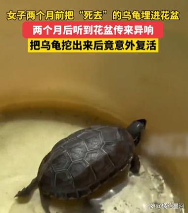 养在家里的乌龟凭空消失了截图