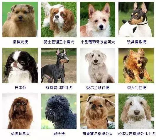 100种狗狗图片图标