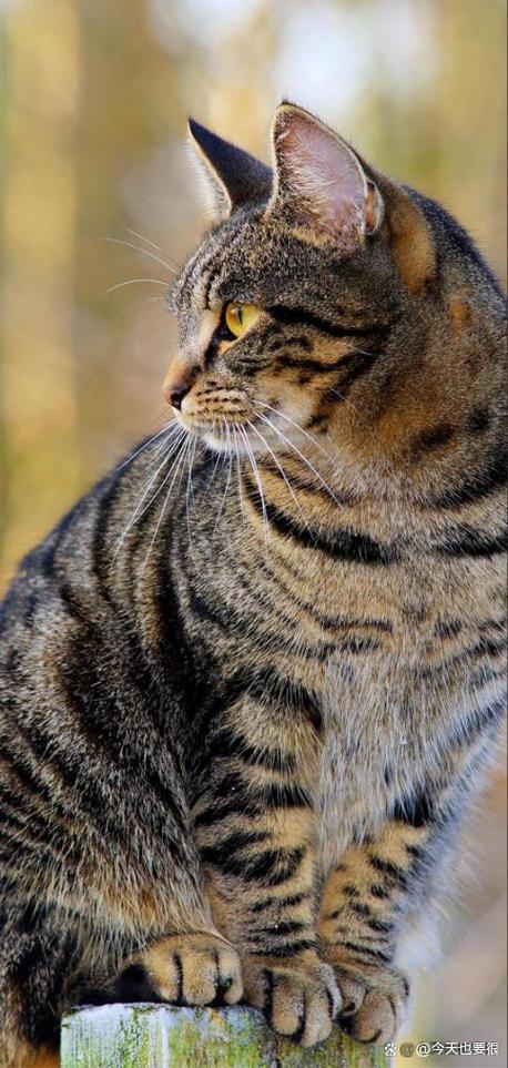 猫能活多久图标