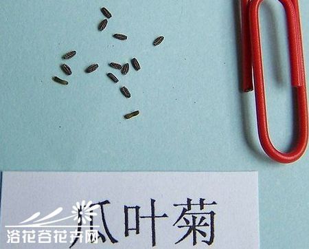 什么的种子?图标
