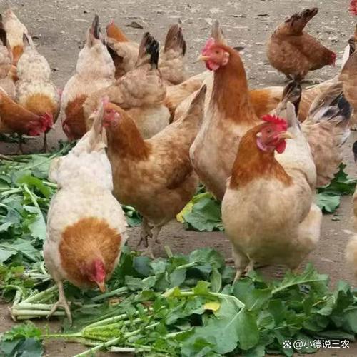 自己养鸡发朋友圈说说截图