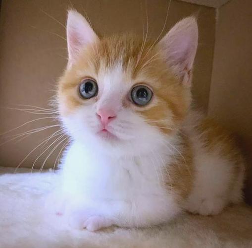家养猫图标