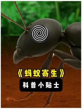 僵尸蚂蚁会感染人吗截图