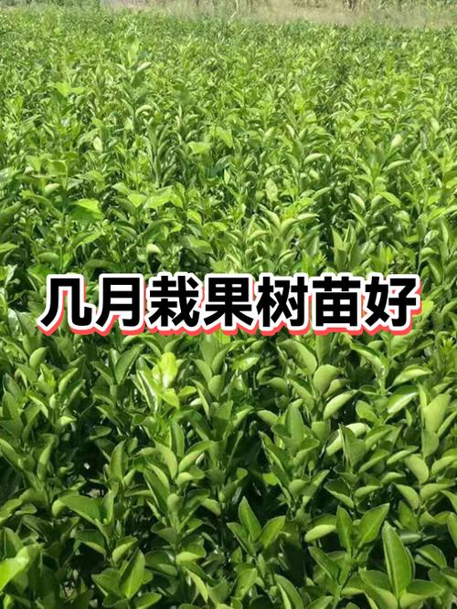 果树几月份栽种最好图标