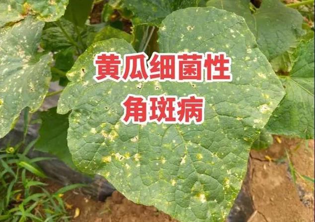 黄瓜病害图谱和防治图标