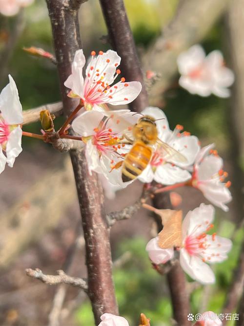 花丛 蜜蜂 采蜜图标