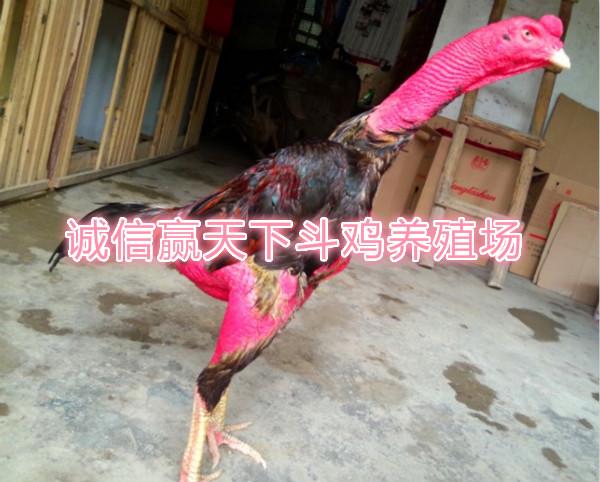 贵州斗鸡论坛最新版