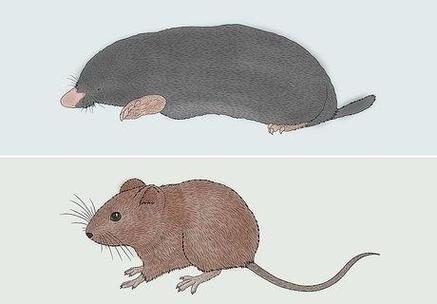 田鼠 鼹鼠截图