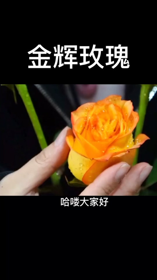 金玫瑰的花语图标