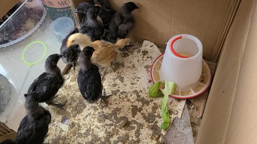 天天养小鸡,商品免费领缩略图