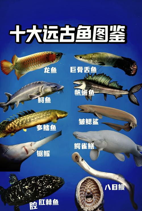 鼎丰和宝鼎天鱼哪个好图标