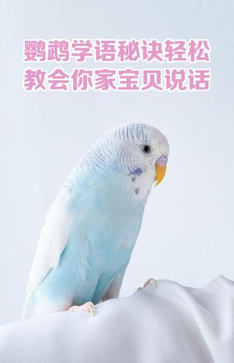如何训练鹦鹉说话缩略图