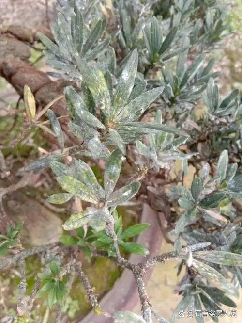 常见植物病害20种图标
