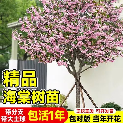 购买海棠花时间最好截图
