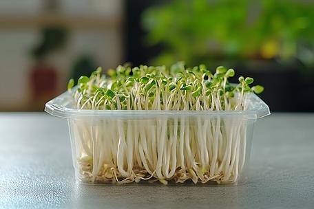 豆芽菜盒子图标