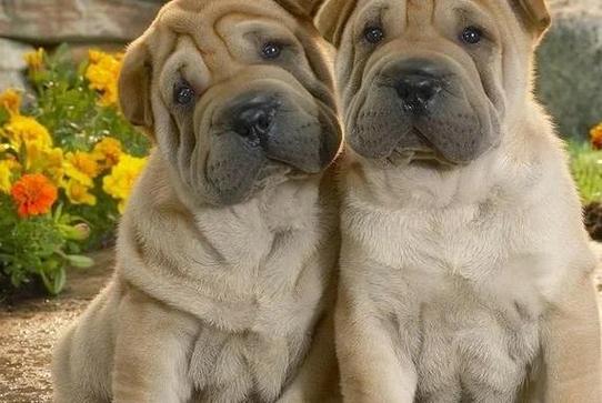 沙皮犬多少钱一只截图
