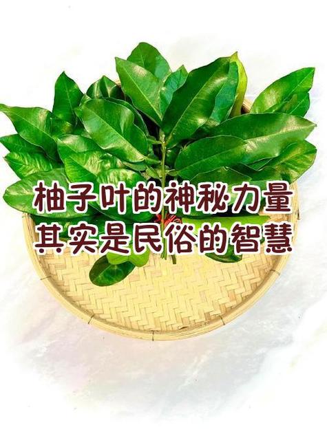 柚子叶的民间说法截图