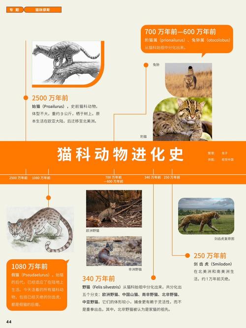 猫成精的传说