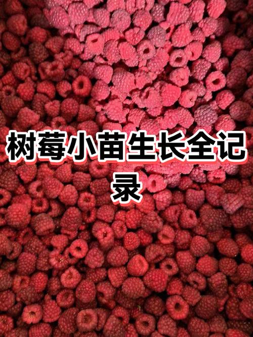 树莓阅读1.2.5截图