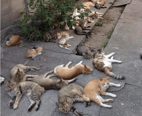 给流浪猫喂食禁忌图标