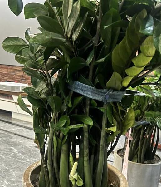 金钱树怎么种植视频教程截图