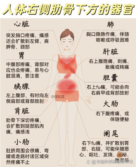 右肋下疼痛部位对照表图标
