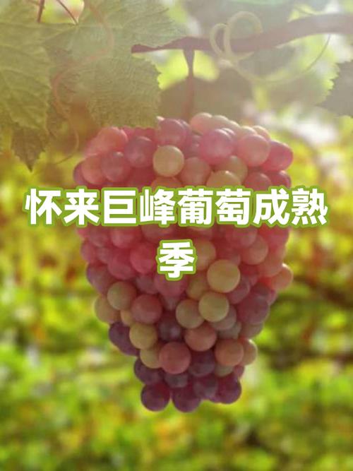 怀来哪里葡萄最好吃