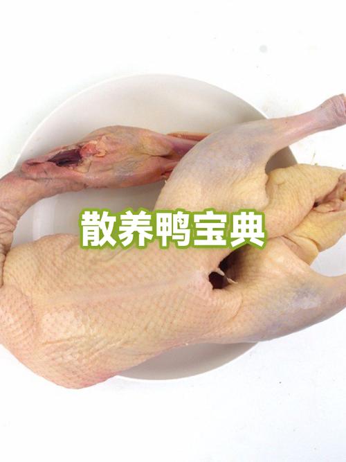 在农村田园开个鸭子饭店怎样图标