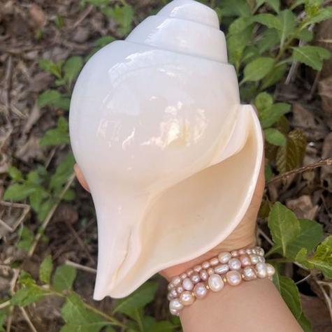 海螺的寓意及象征图标