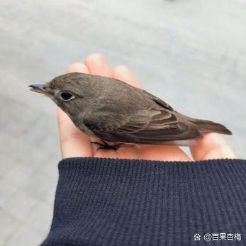 小鸟是热性还是凉性图标