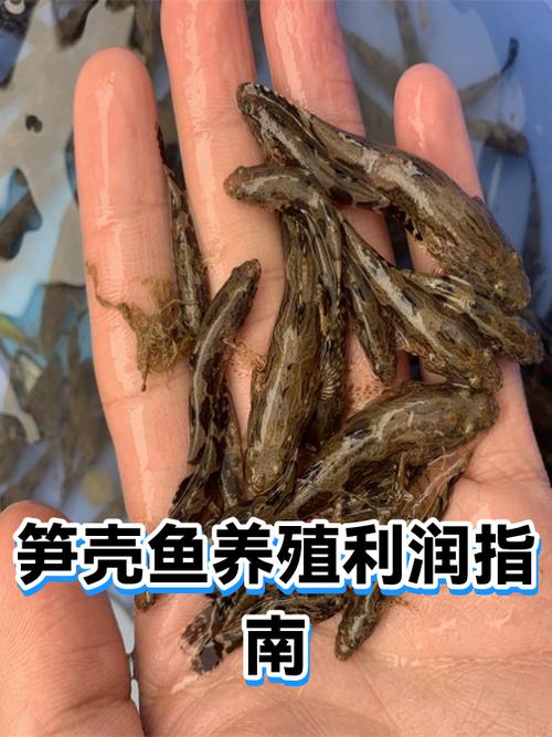 什么鱼好养又利润大
