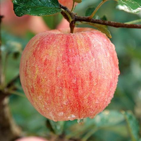 apple官网中国大陆