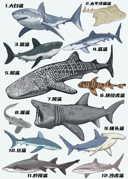 17种已灭绝的鲨鱼图标