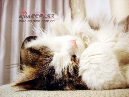 猫咪为什么模仿人睡觉姿势截图