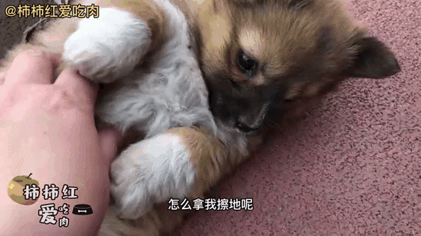 奶狗的暗示是什么图标