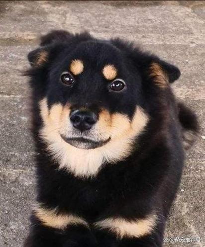 土狗什么颜色最吉利图标