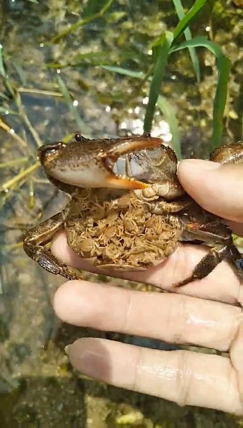 母螃蟹生小螃蟹视频图标