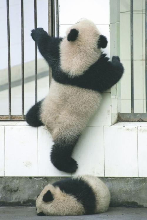 panda翻墙图标