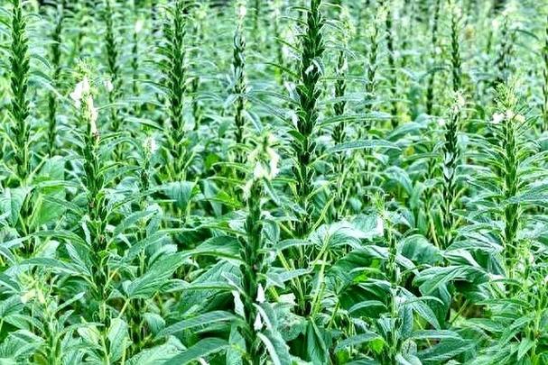 芝麻牧场是什么图标