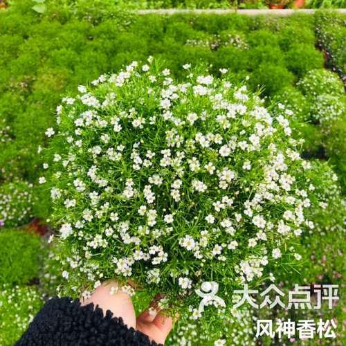 满天星需要天天换水吗图标