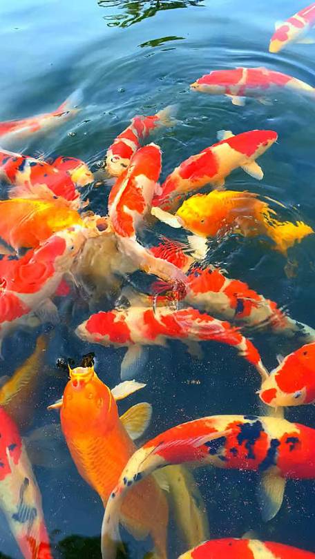 鱼图片大全大图图标