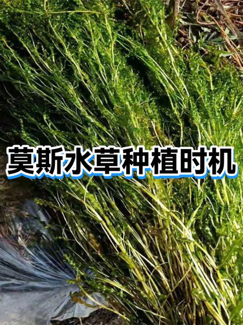 水草怎么种植视频教程图标