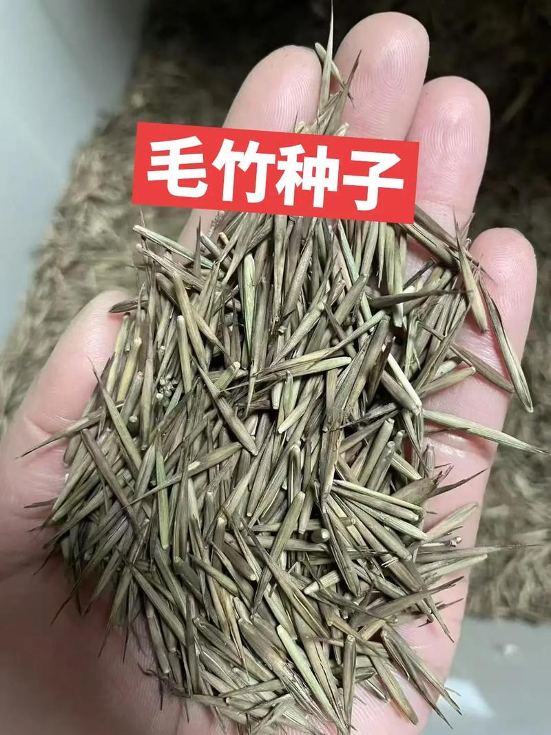 罕见竹林村庄种子图标