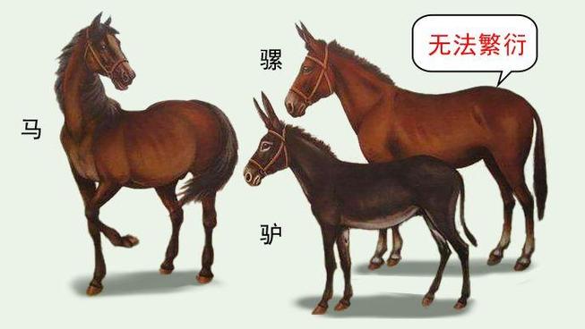 马驴属于哪一类图标