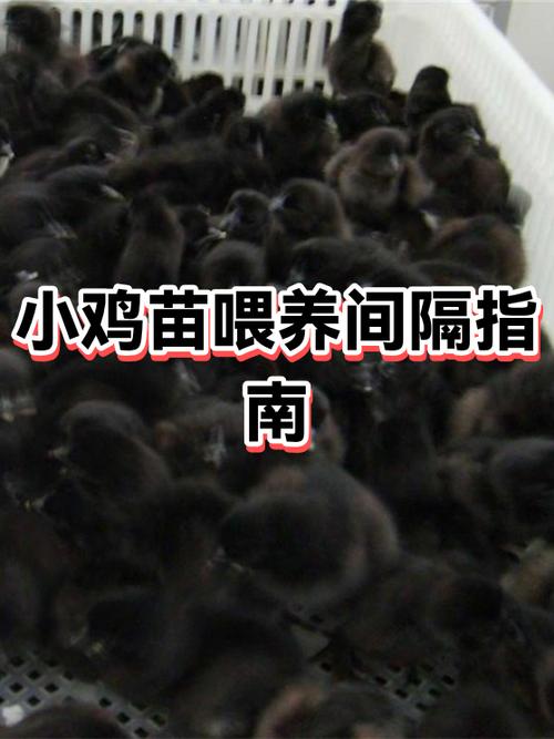 小鸡一个月后喂食方法截图